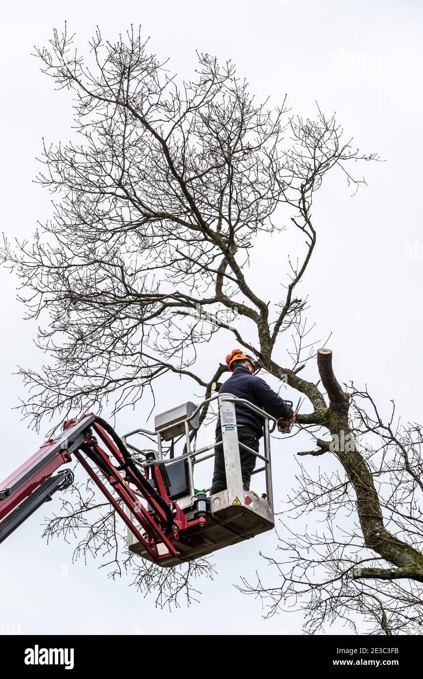 Two bothers, Dave and Steve Kenworthy of Evolution Trees. Working on an ...