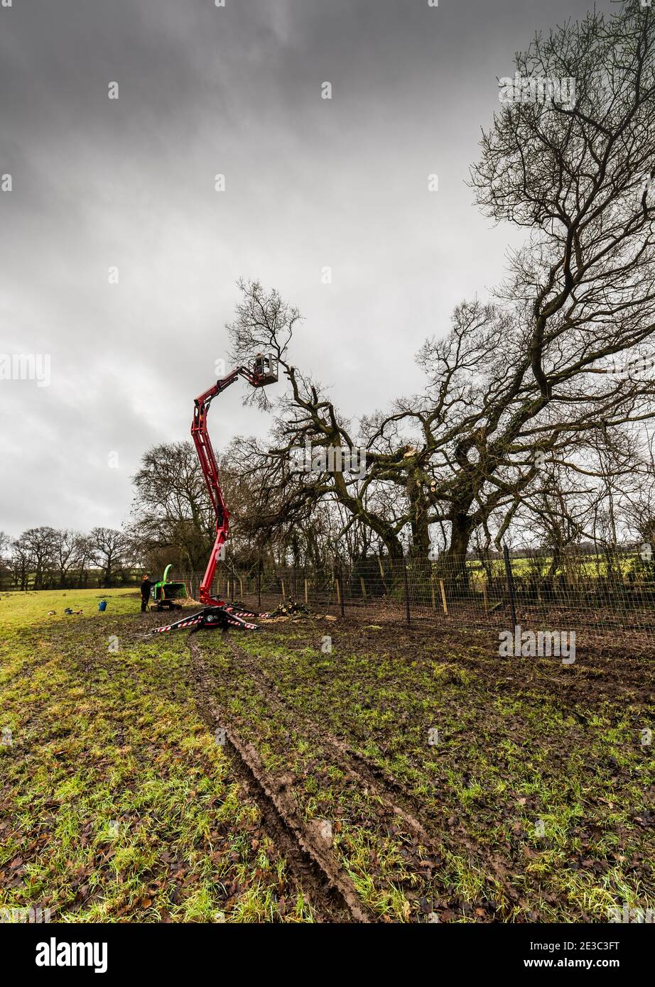Two bothers, Dave and Steve Kenworthy of Evolution Trees. Working on an ...