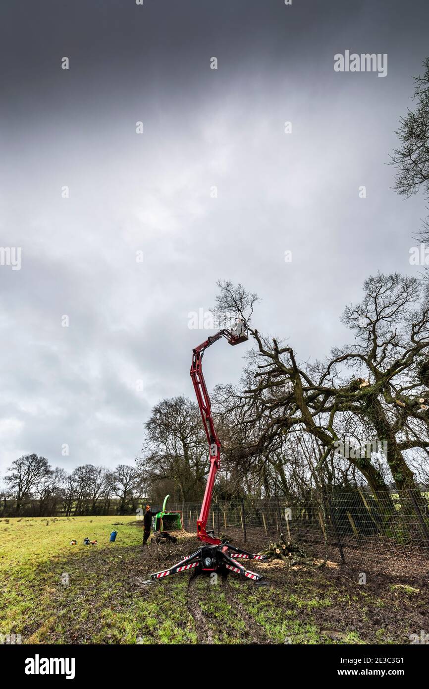 Two bothers, Dave and Steve Kenworthy of Evolution Trees. Working on an ...