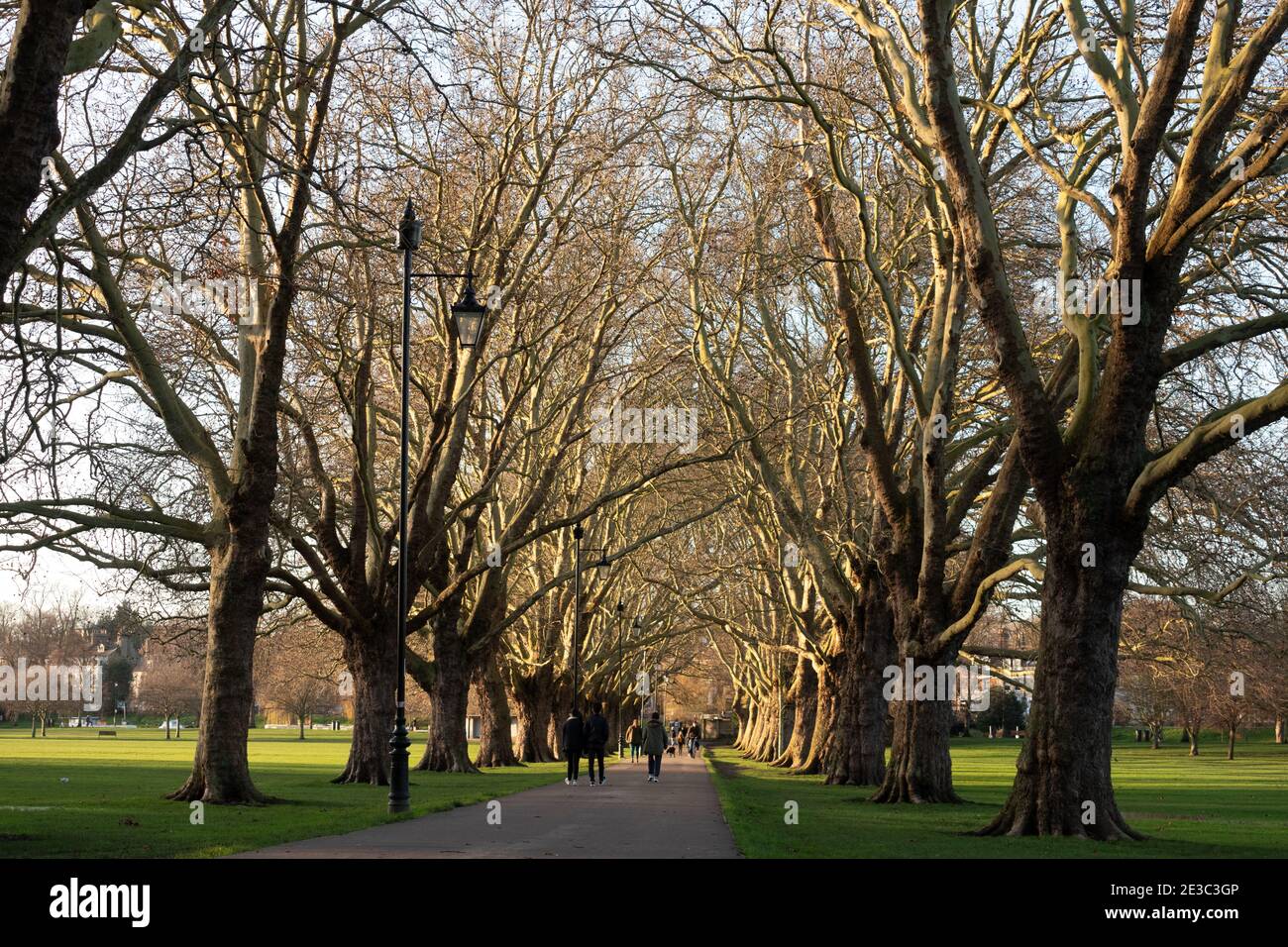 Tree lined at Jesus Green, Cambridge in winter Stock Photo - Alamy