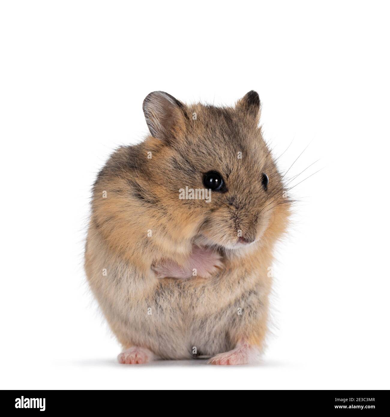 Cute baby hamster standing on hind paws, front paws around body like it ...