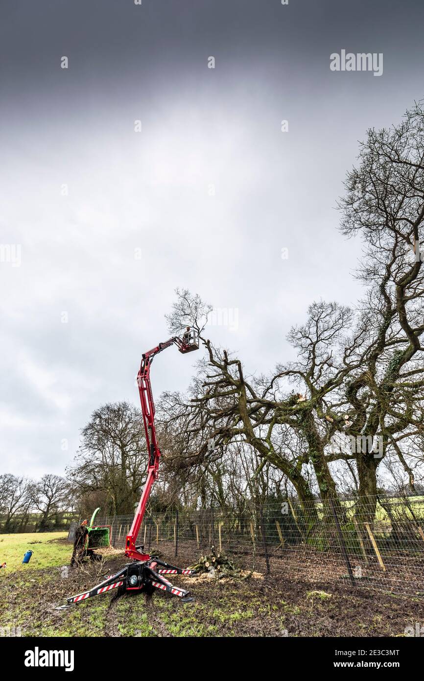 Two bothers, Dave and Steve Kenworthy of Evolution Trees. Working on an ...