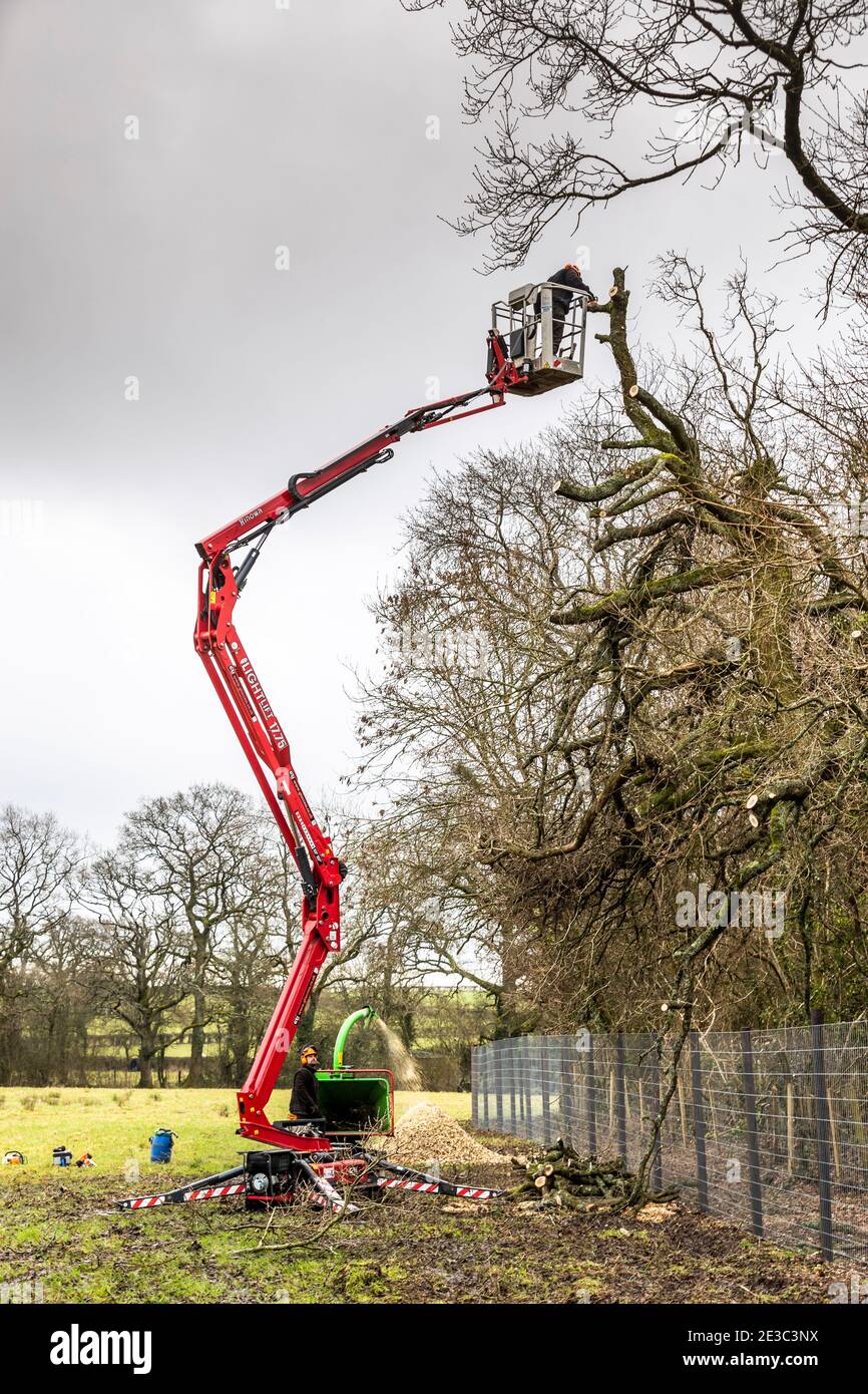 Two bothers, Dave and Steve Kenworthy of Evolution Trees. Working on an ...