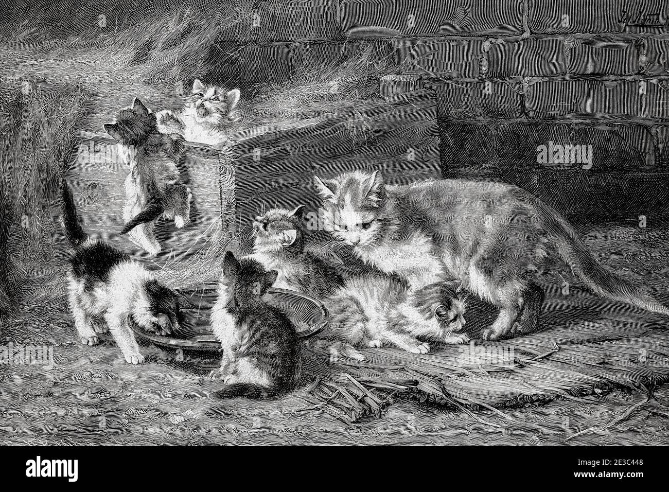 19th century drawing of a large family of cats. Old XIX century ...