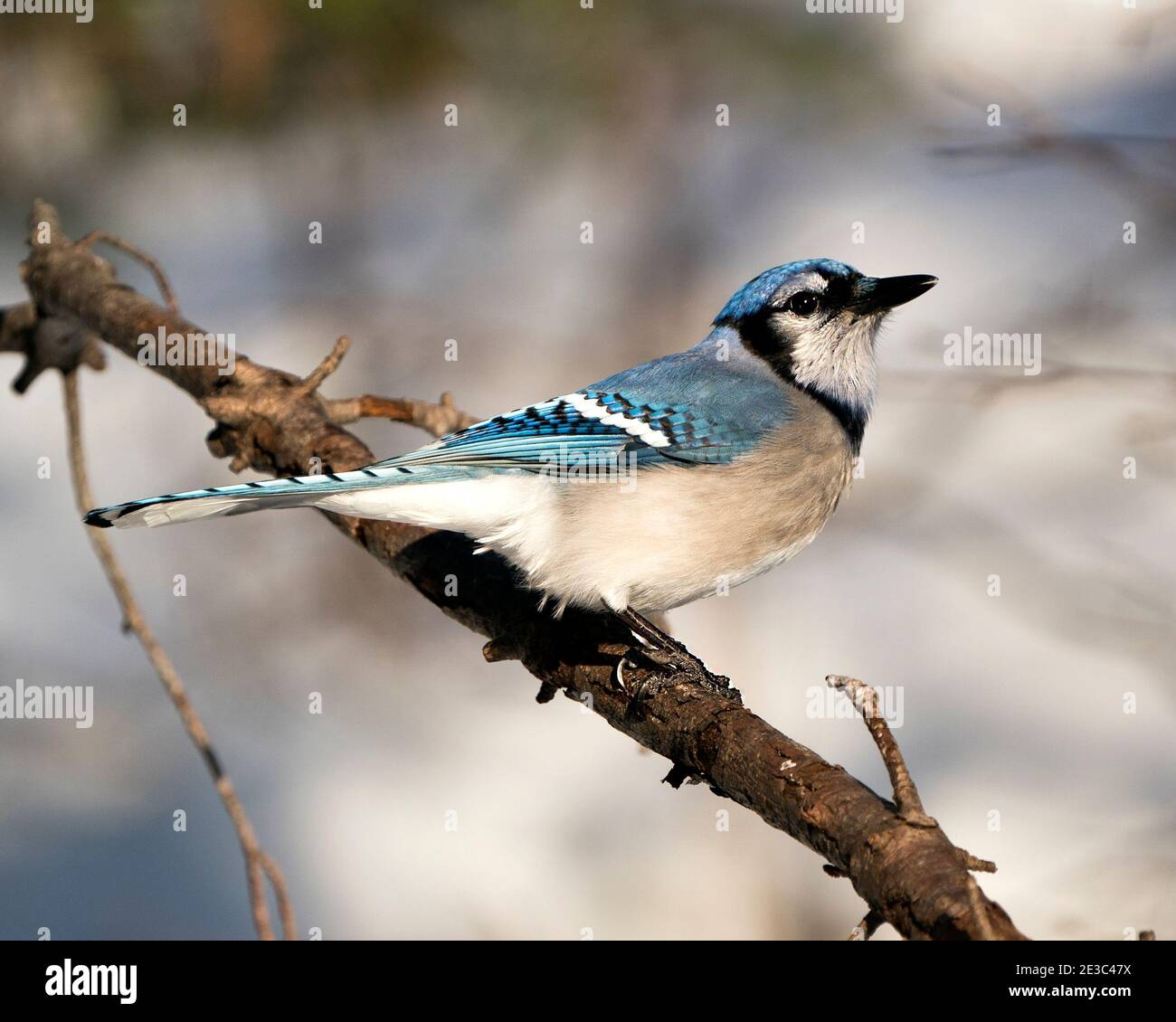 Blue jay magazine cover image hi-res stock photography and images - Alamy