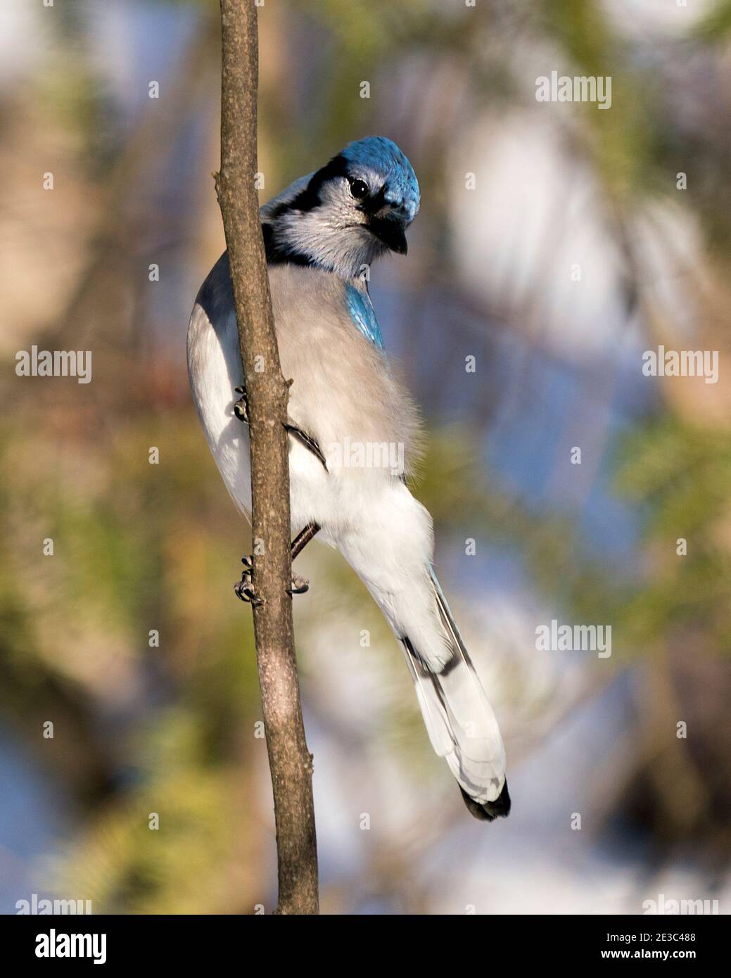 Blue Jay perched on a branch with a blur background in the forest ...