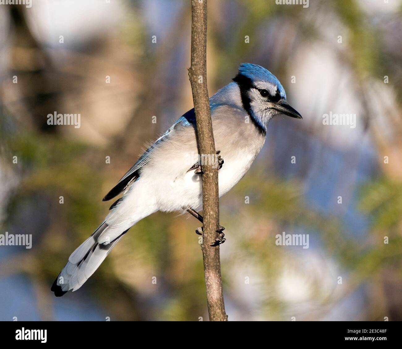 Blue jay magazine cover image hi-res stock photography and images - Alamy
