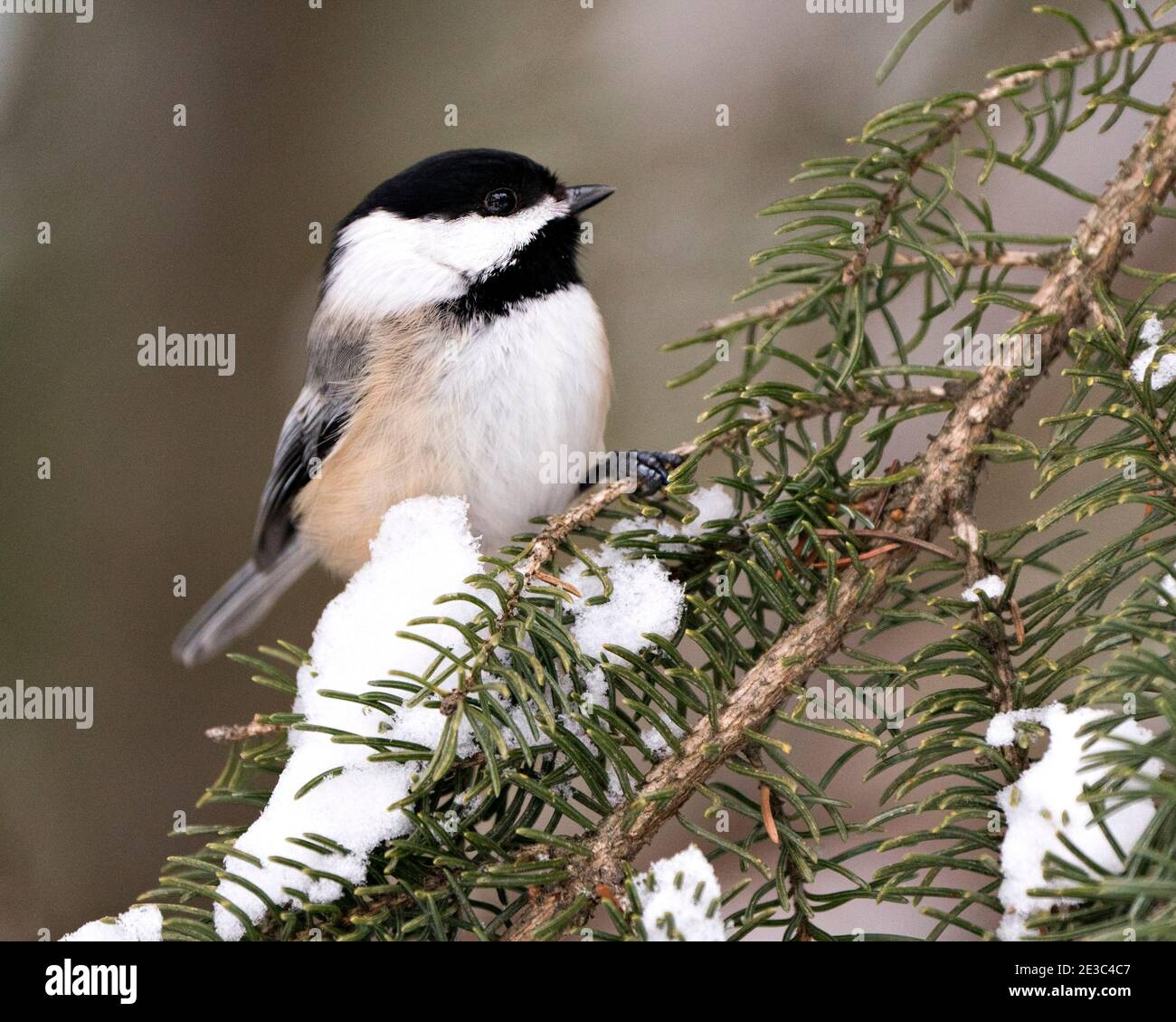 Chickadee close-up profile view on a fir tree branch with a blur ...
