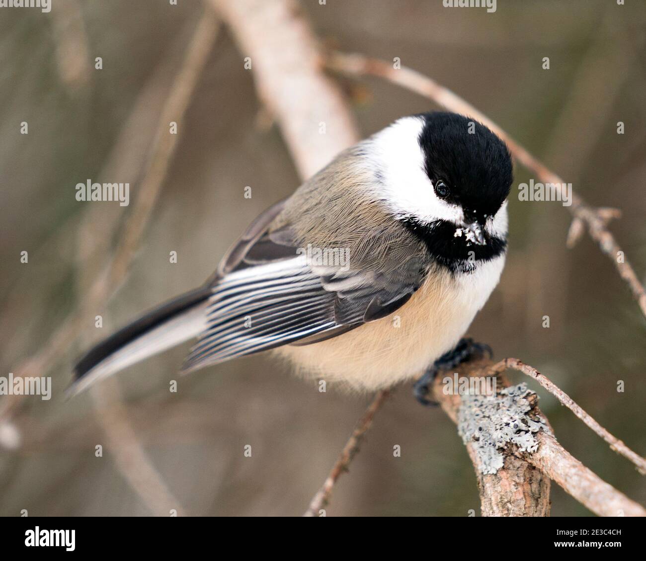 Chickadee close-up profile view on a tree branch with a blur background ...