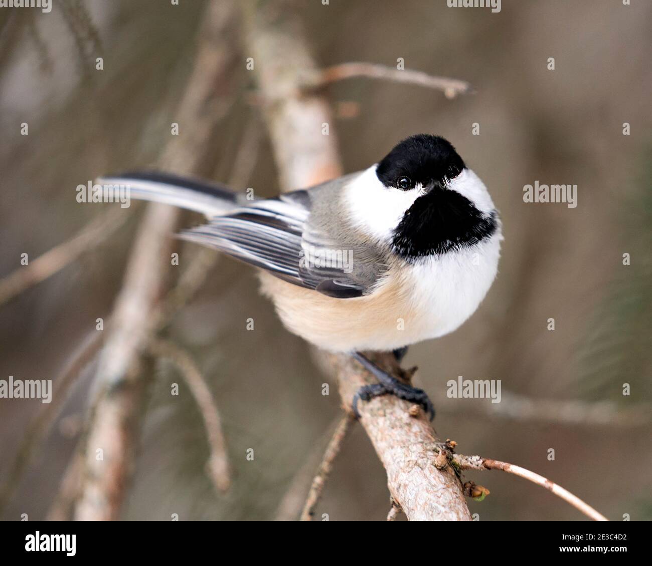 Chickadee close-up profile view on a tree branch with a blur background ...