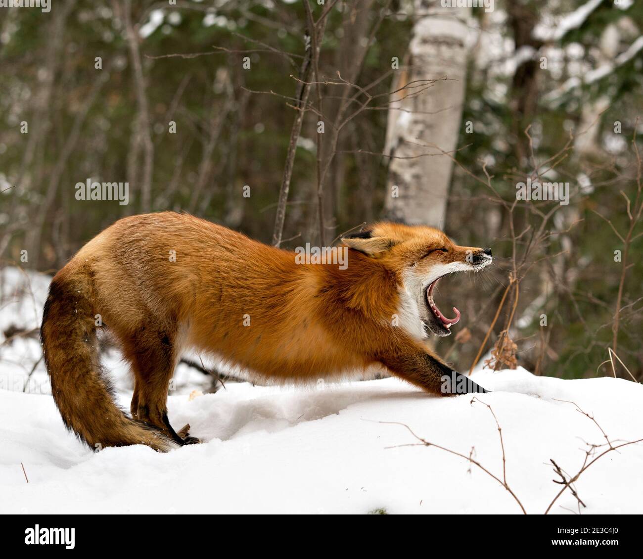 Fox yawning hi-res stock photography and images - Alamy