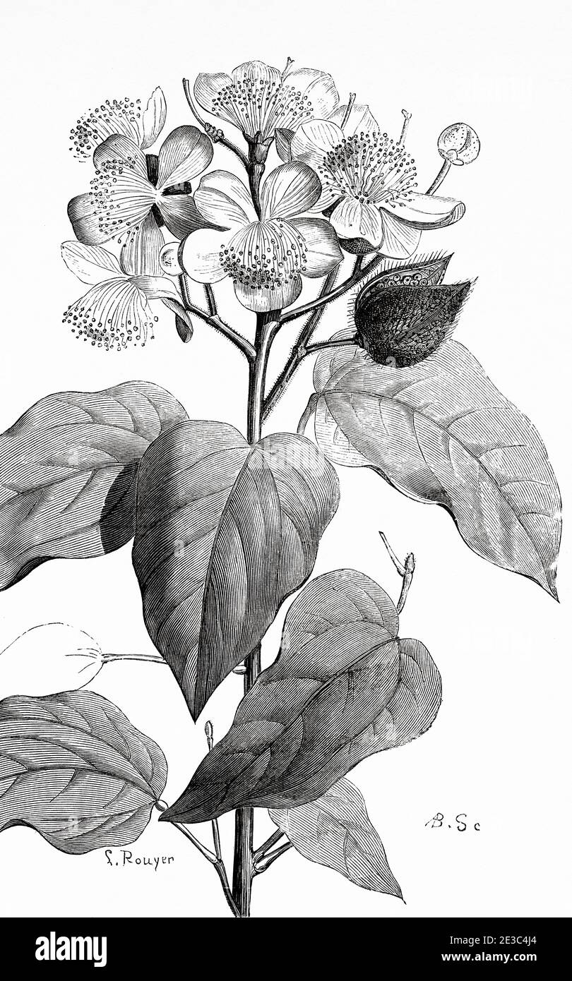 Achiote peru hi-res stock photography and images - Alamy