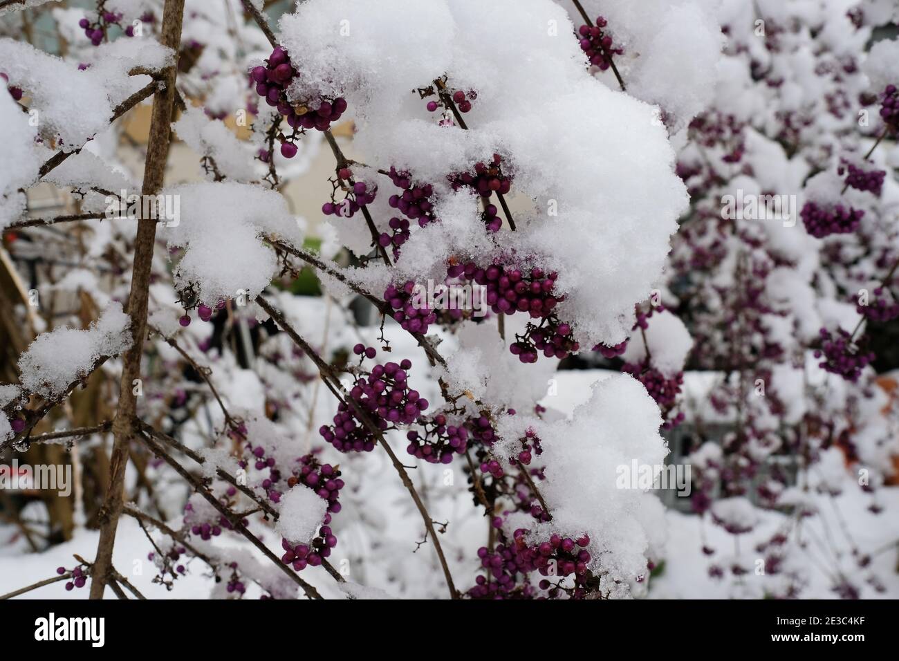 Elm switzerland winter hi-res stock photography and images - Alamy
