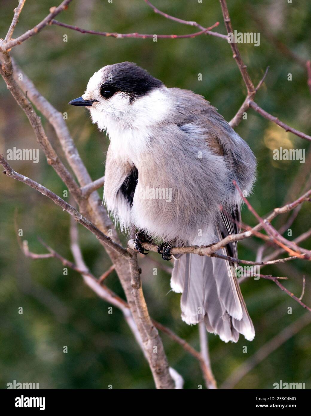 Grey jay picture book image hi-res stock photography and images - Alamy