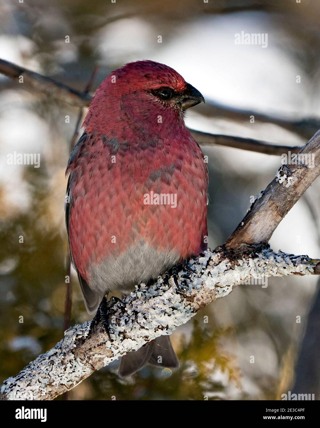 Pine grosbeak male bird calendar photo hi-res stock photography and ...
