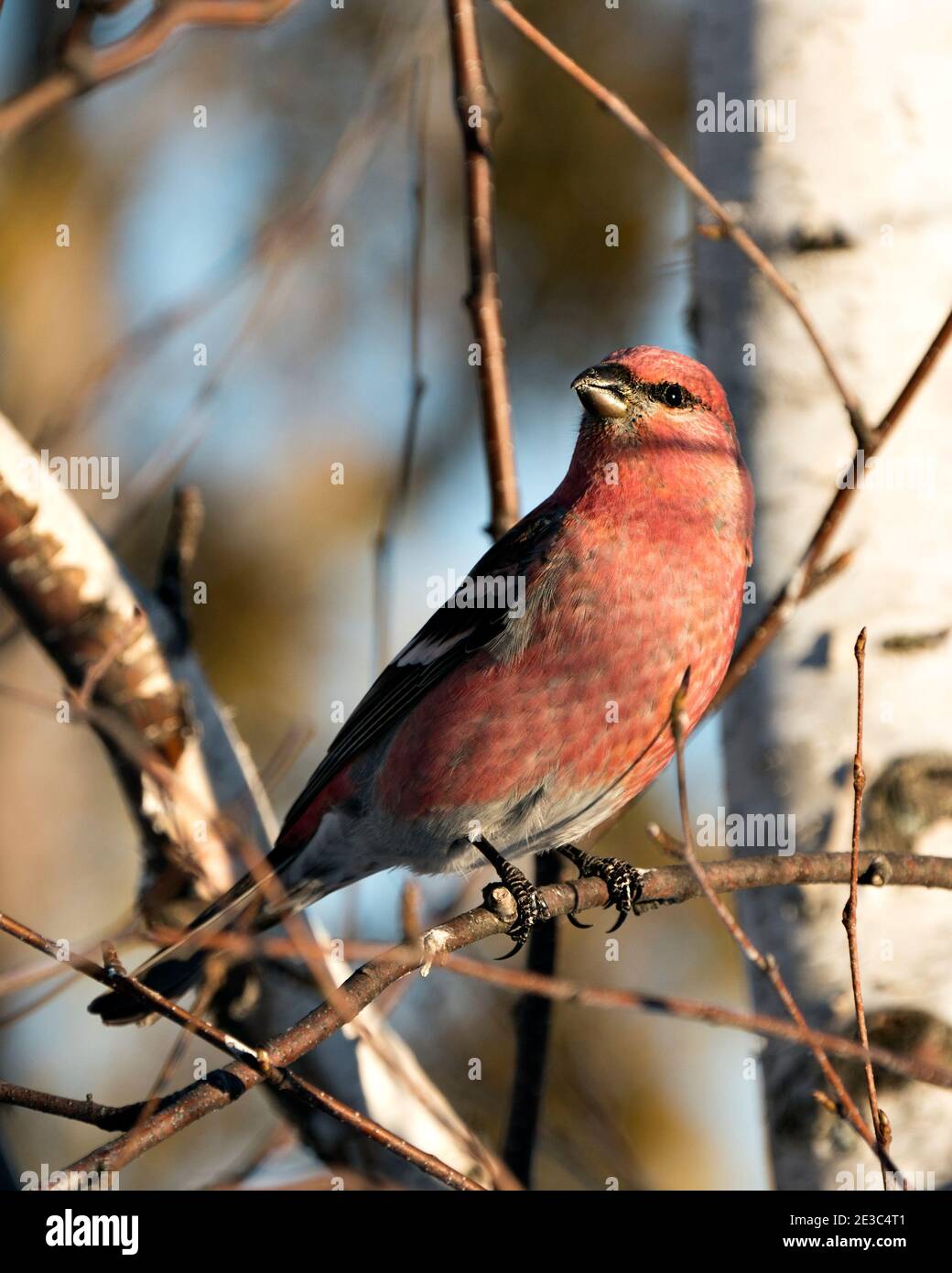 Pine grosbeak male calendar picture hi-res stock photography and images ...
