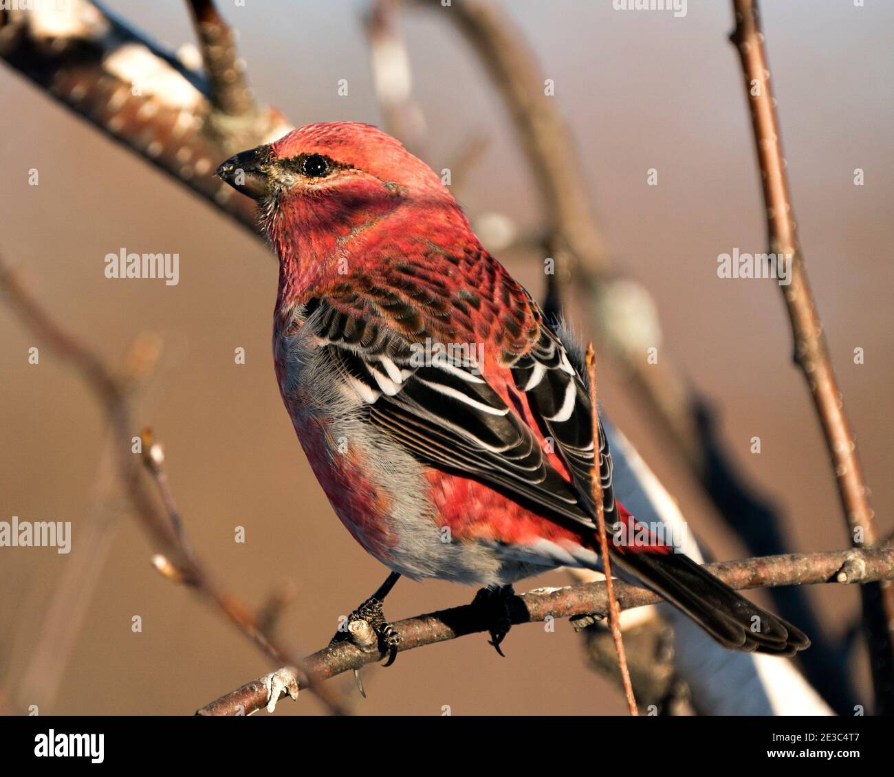Pine grosbeak beautiful bird image hi-res stock photography and images ...