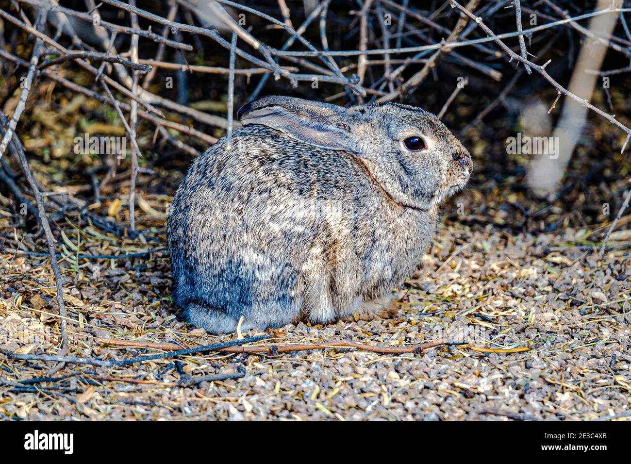 Closeup shot of a cute rabbit in the bushes Stock Photo - Alamy