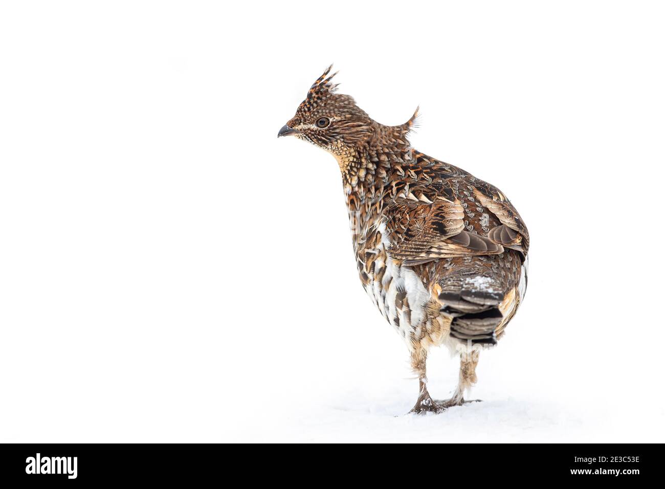 Puffed bird Cut Out Stock Images & Pictures - Alamy