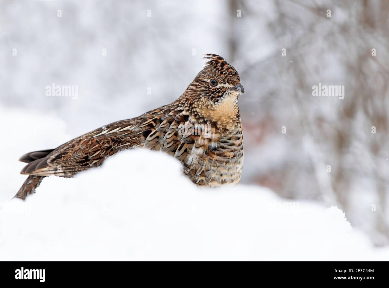 Puffed bird snow hi-res stock photography and images - Alamy