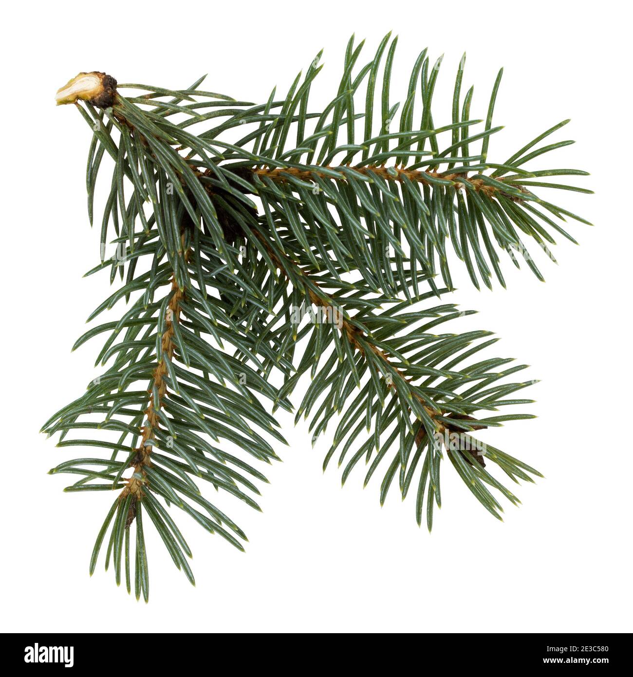 Branch of christmas tree isolated on white background Stock Photo - Alamy