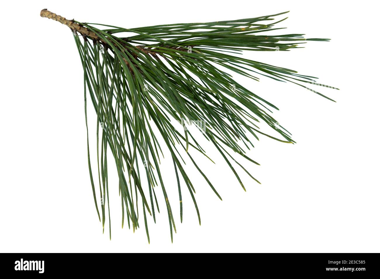 Twig of pine tree isolated on white background Stock Photo - Alamy
