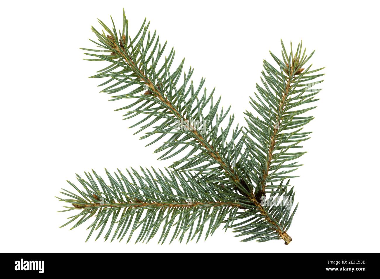 Cute christmas pine tree Cut Out Stock Images & Pictures - Alamy