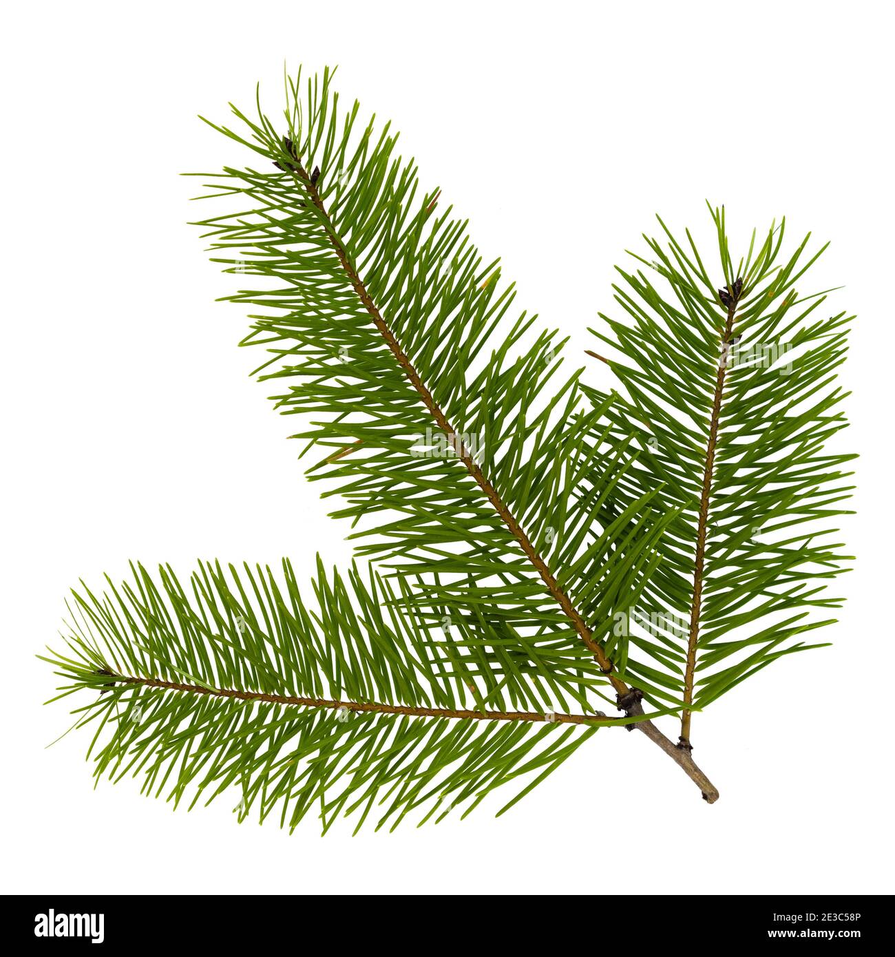 Twig of spruce isolated on a white background Stock Photo - Alamy