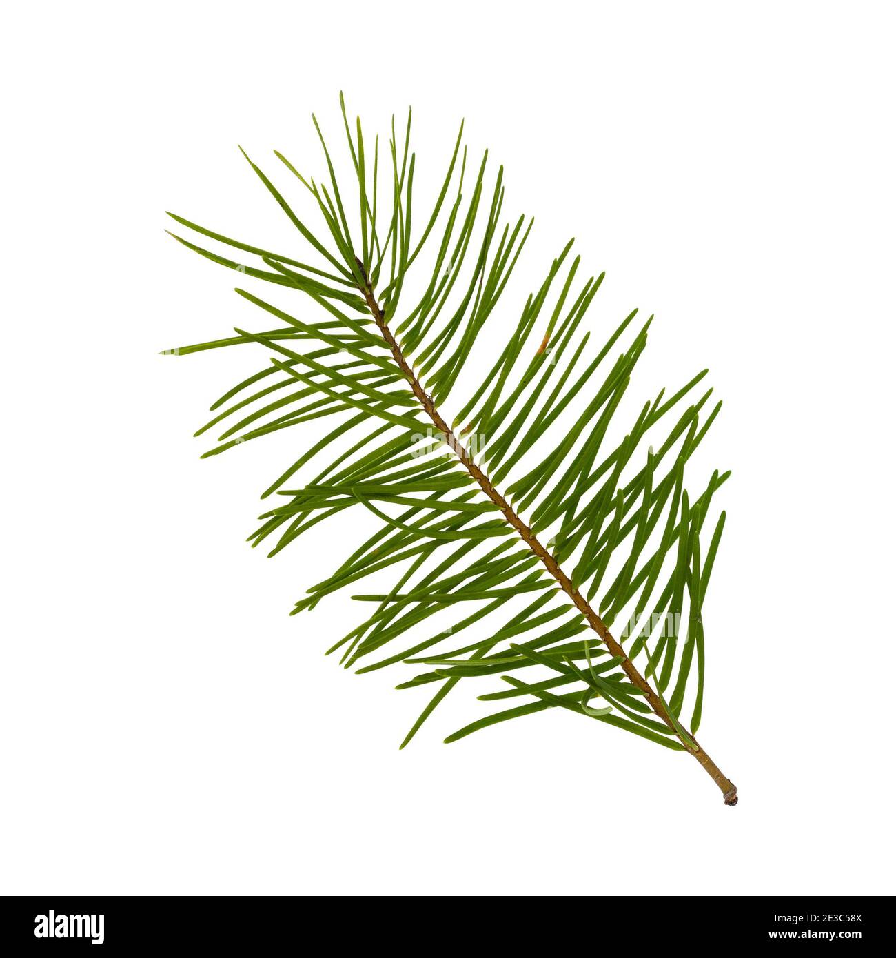 Twig of spruce isolated on a white background Stock Photo - Alamy