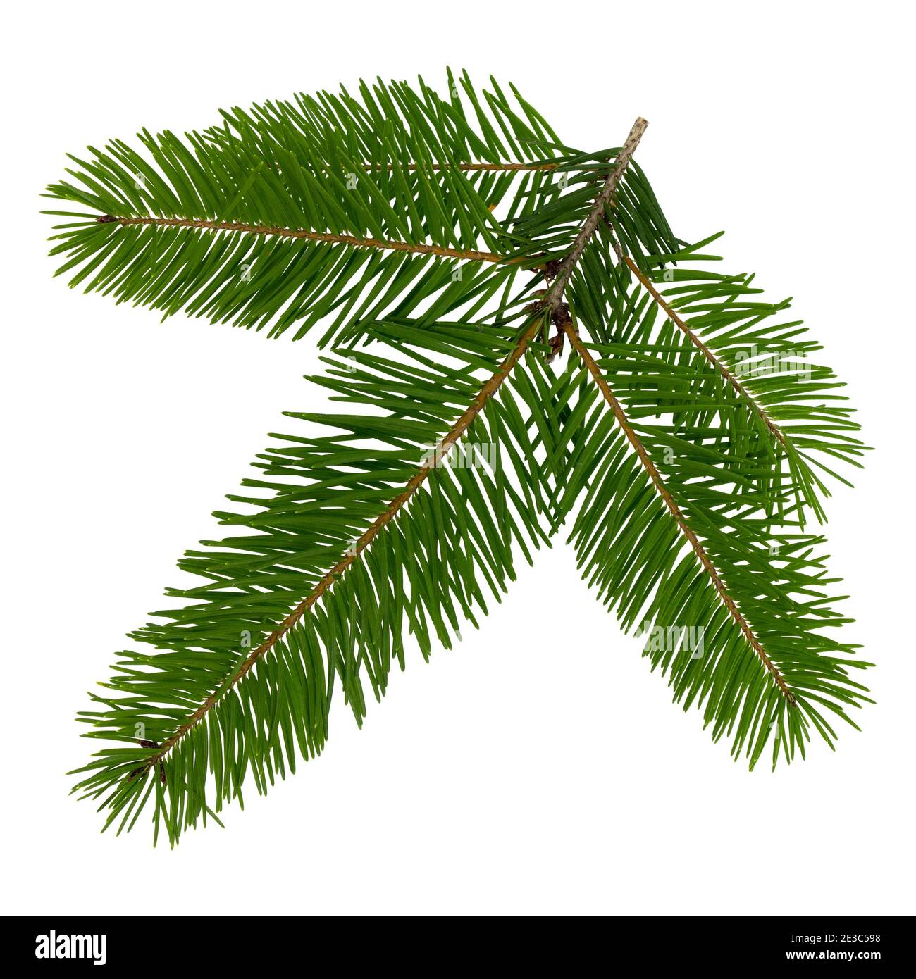 Twig of spruce isolated on a white background Stock Photo - Alamy