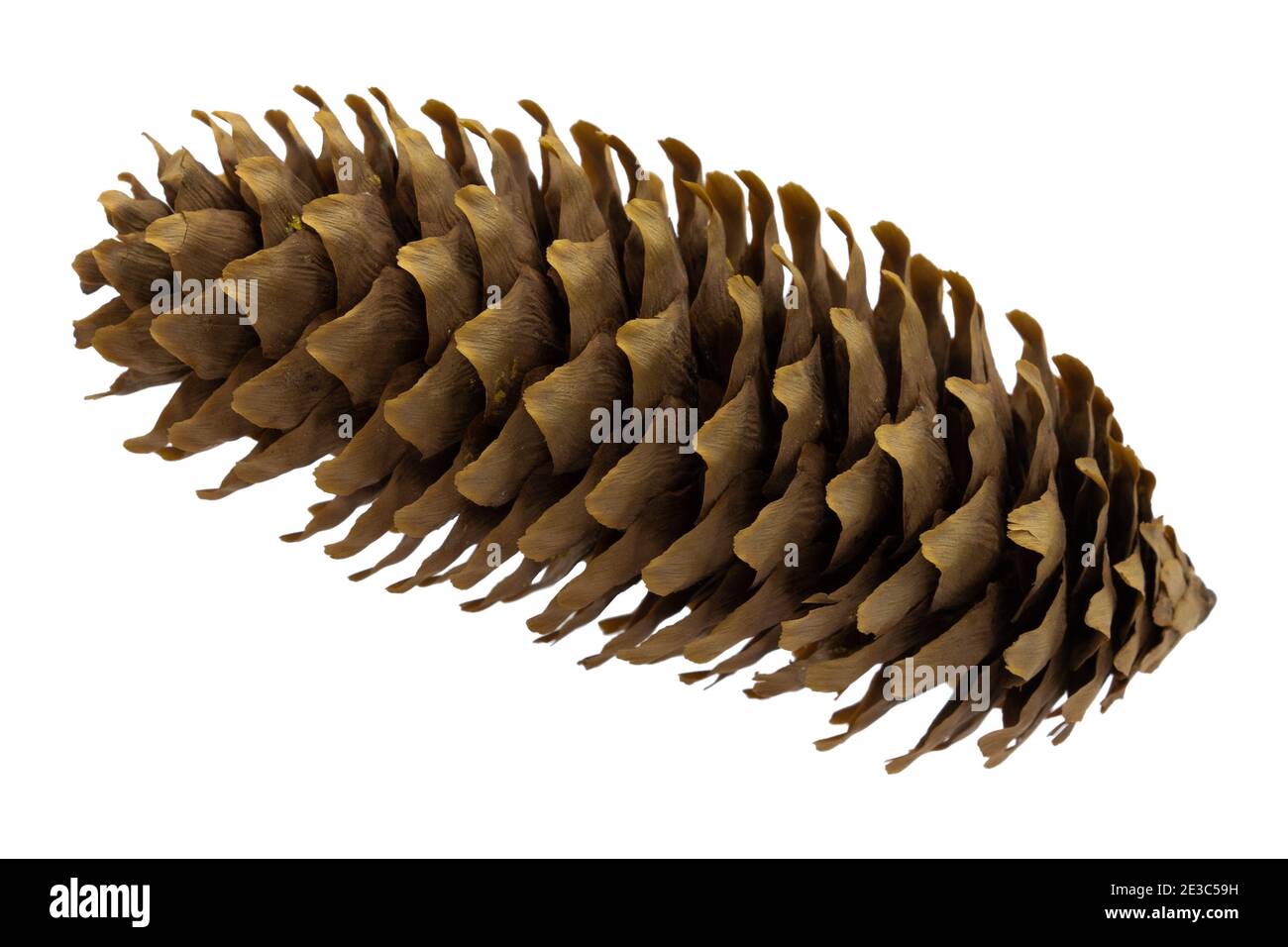 Fir cone isolated on white background Stock Photo - Alamy