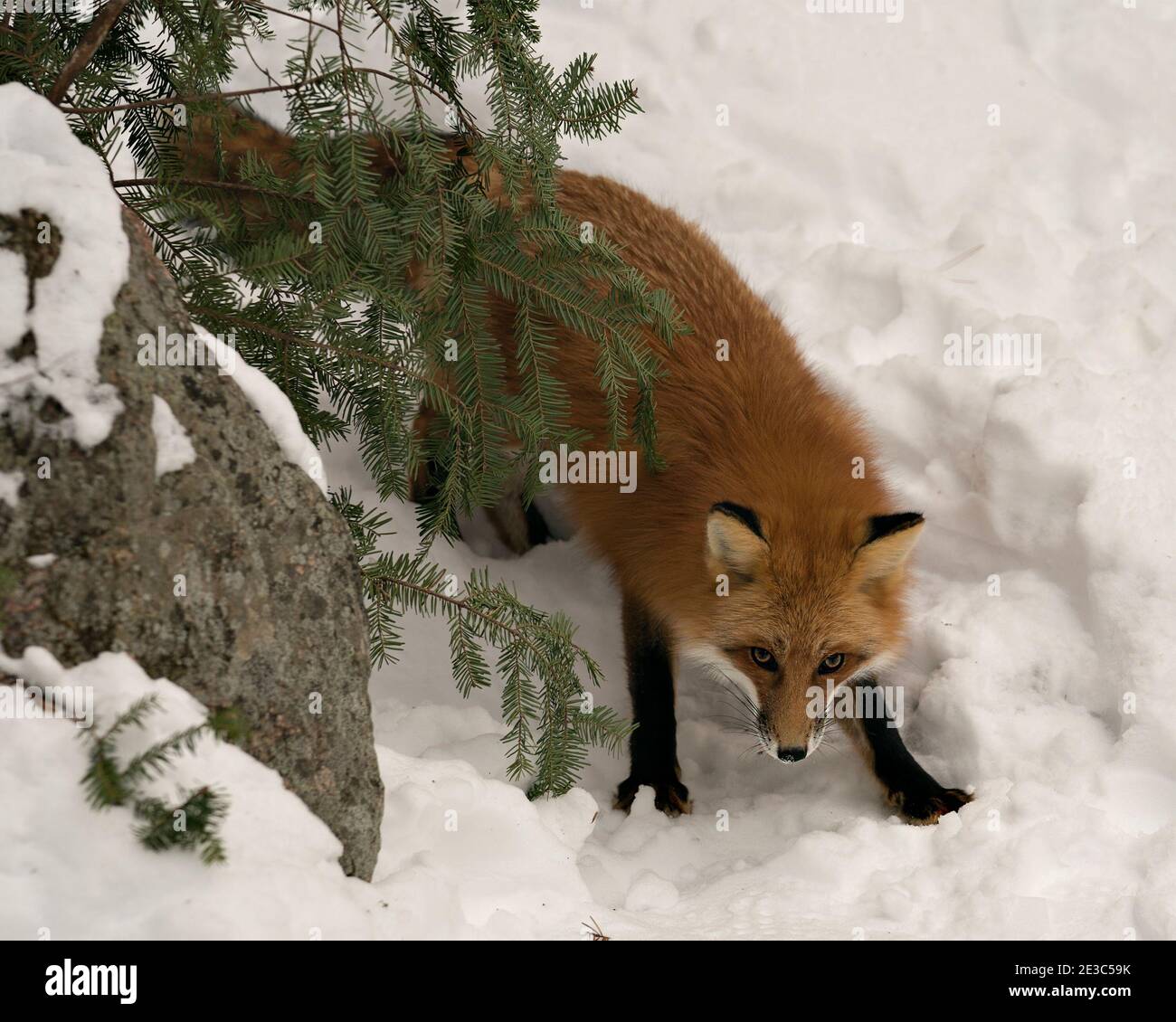 Red fox in snow magazine cover image hi-res stock photography and ...
