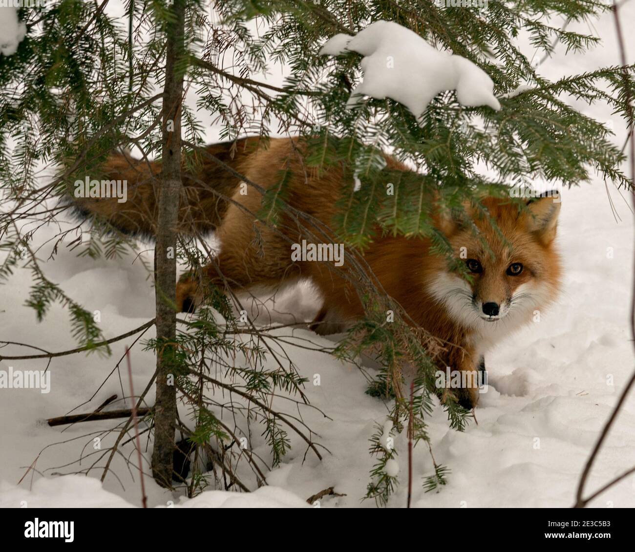 Red fox close-up profile view in the winter season in its environment ...