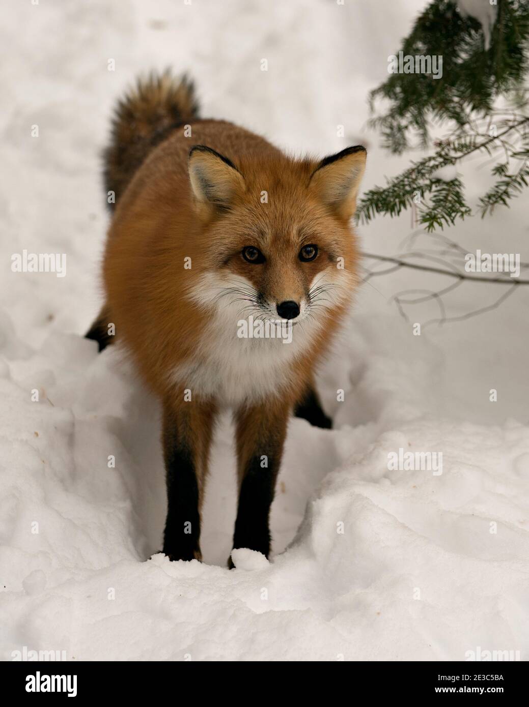 Red fox close-up profile view in the winter season in its environment ...