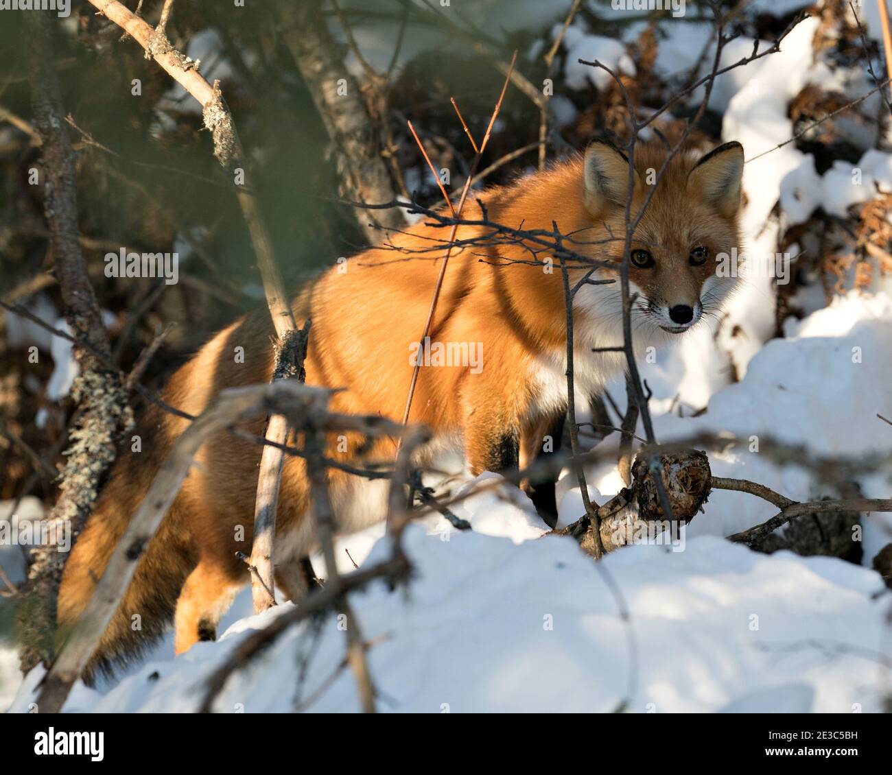 Red fox looking at camera in the winter season in its habitat with snow ...
