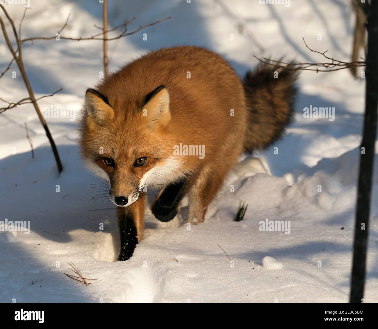 Red fox magazine picture hi-res stock photography and images - Alamy