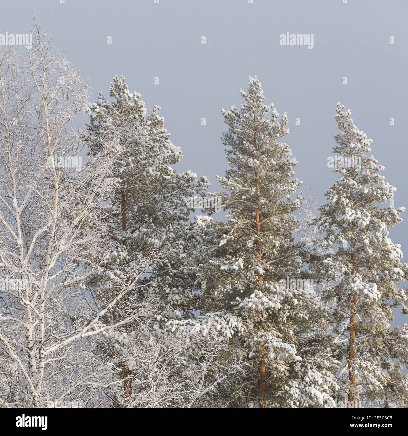 Snow white winter forest with frost covered tree branches Stock Photo ...