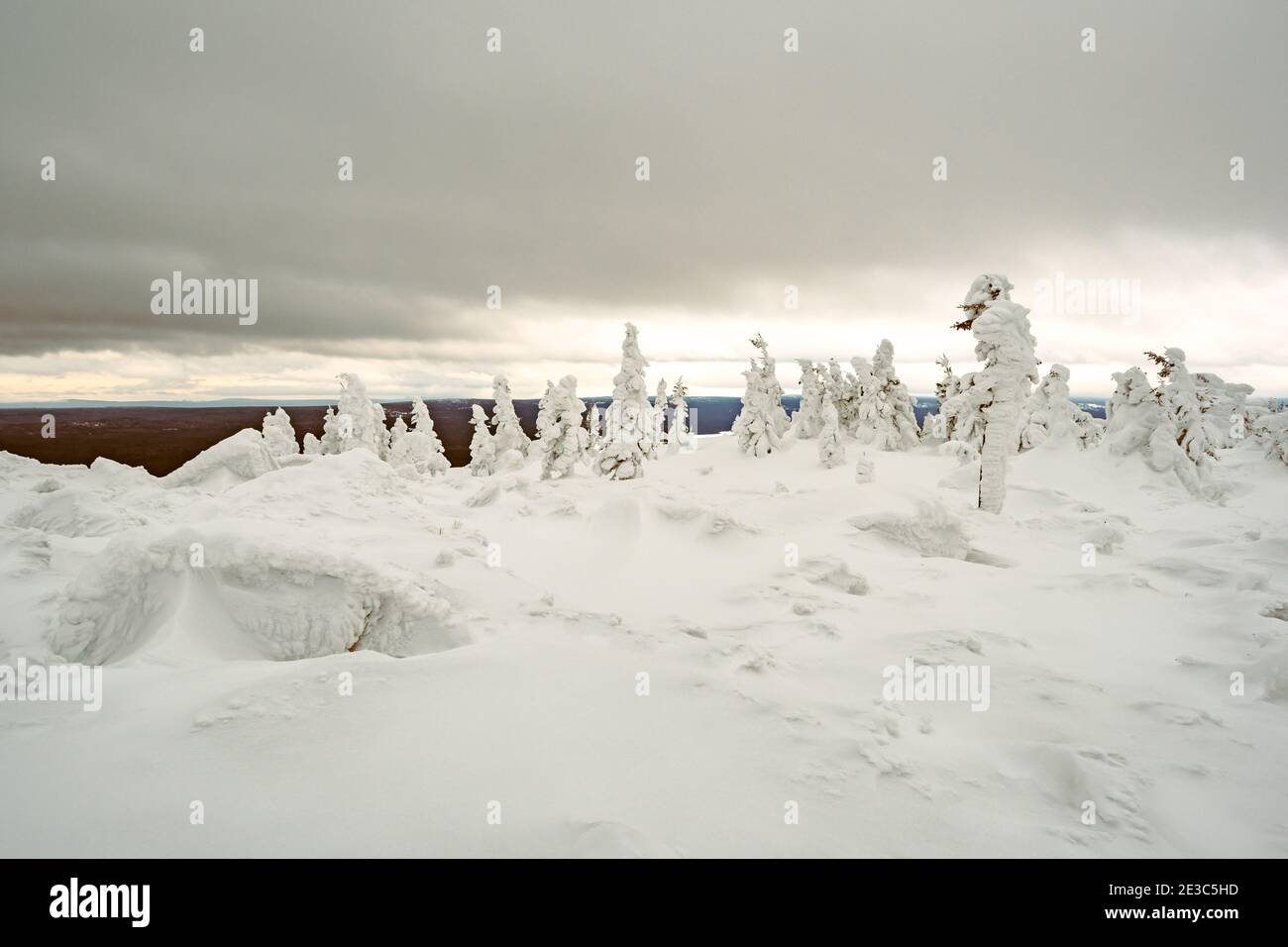 Snow firs on mountain range under cloudy winter sky. Trees covered with ...