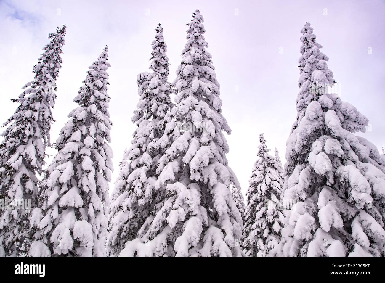 Frozen fir trees under pink sunset sky. Russian winter forest with ...