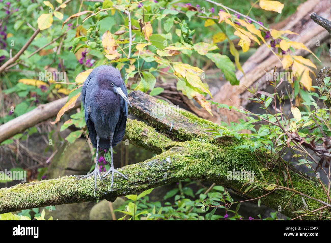 Grumpy bird hi-res stock photography and images - Alamy
