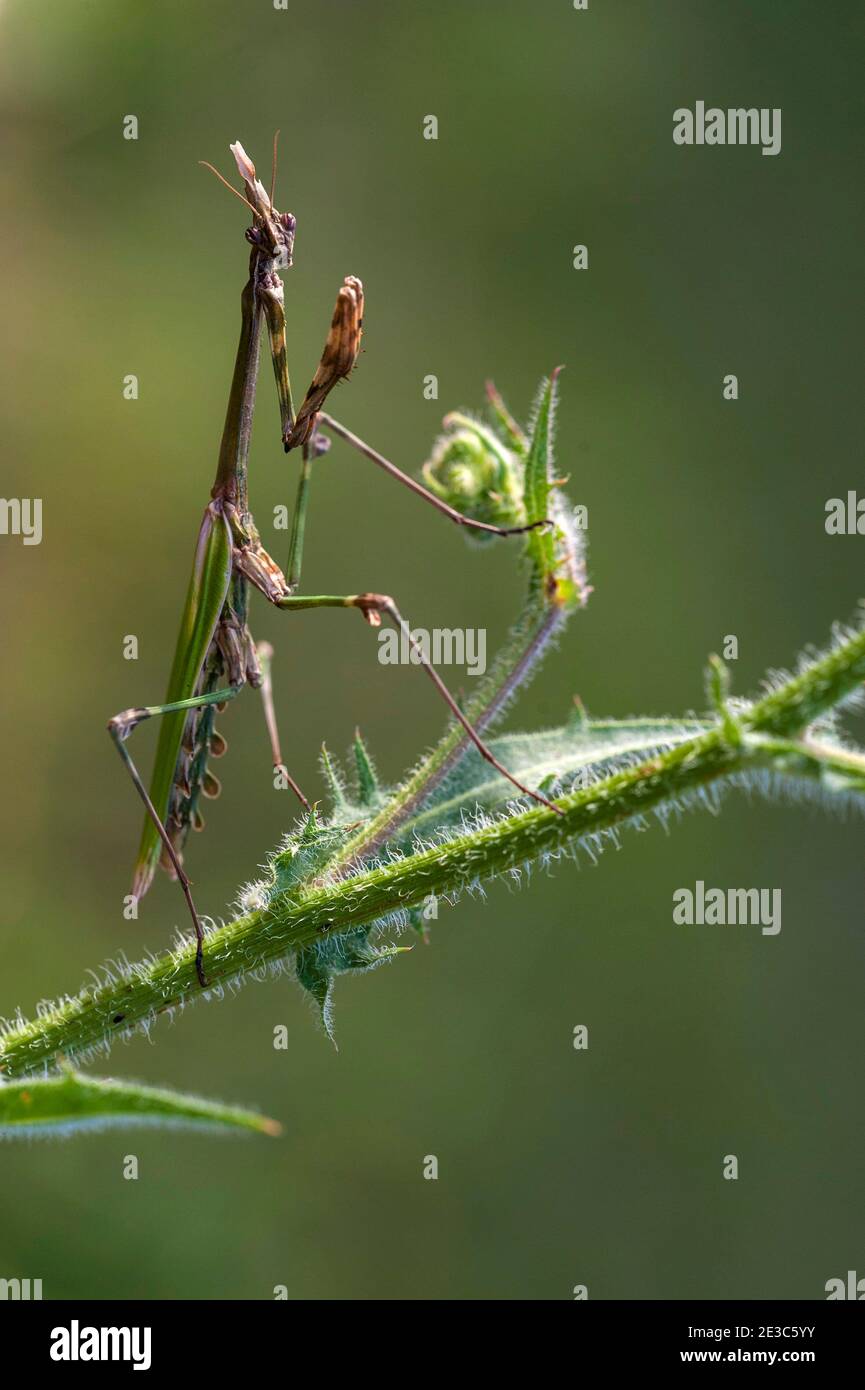 Conehead mantis hi-res stock photography and images - Alamy