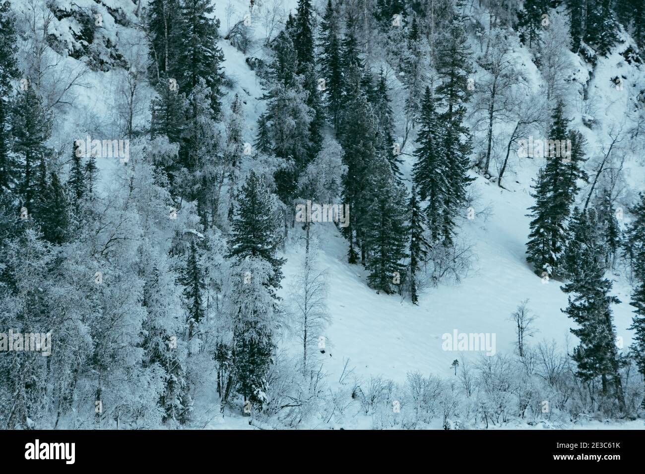 Snow trees on hillside. Fairy forest with frost on branches of pine ...