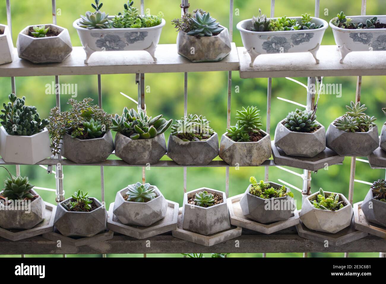 Long rows of succulent plants planted along the corridor balconies ...