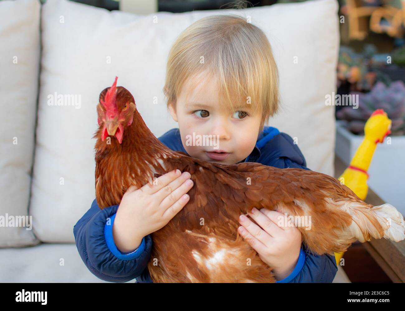 Cute little boy holding a chicken in his hands Stock Photo - Alamy