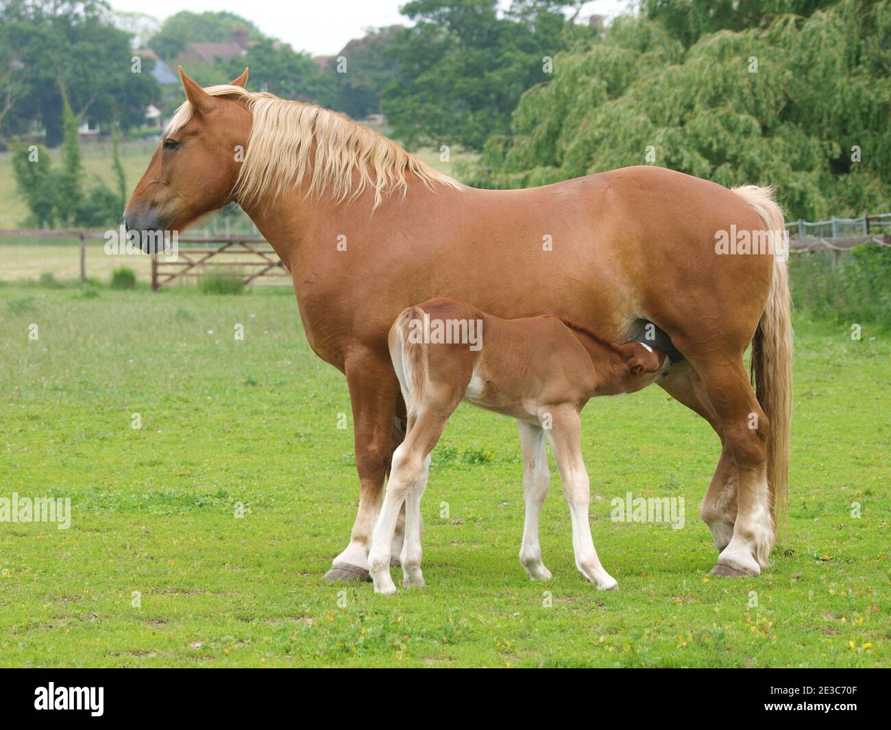 A rare breed Suffolk Punch mare feeds its young foal in a paddock Stock ...