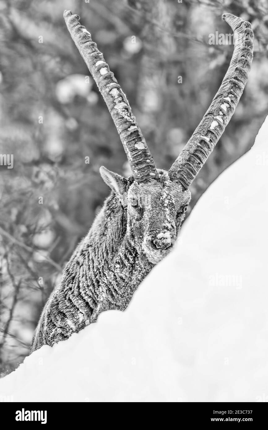 The mighty Ibex in the winter forest (Capra ibex Stock Photo - Alamy