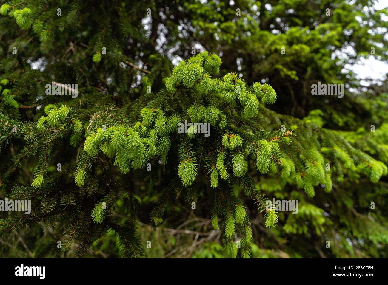 Selective focus shot of an evergreen tree in the forest Stock Photo - Alamy