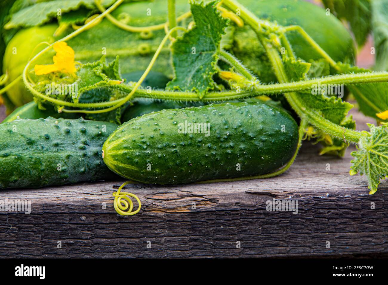 Fresh cucumbers with green leaves and flowers on wooden table. Farming ...