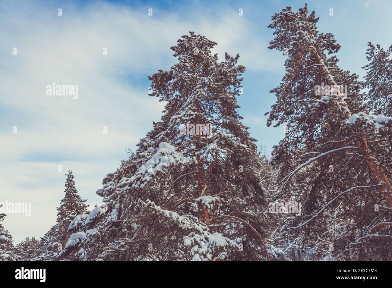 Dense snow forest on cloudy day. Branches of pine trees in cold frost ...