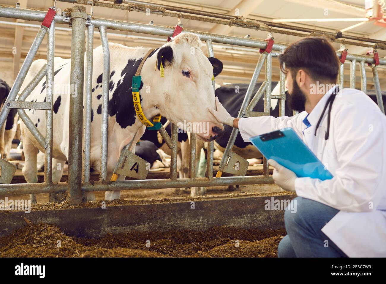 Farmer or veterinarian sitting and touching cows nose Stock Photo - Alamy